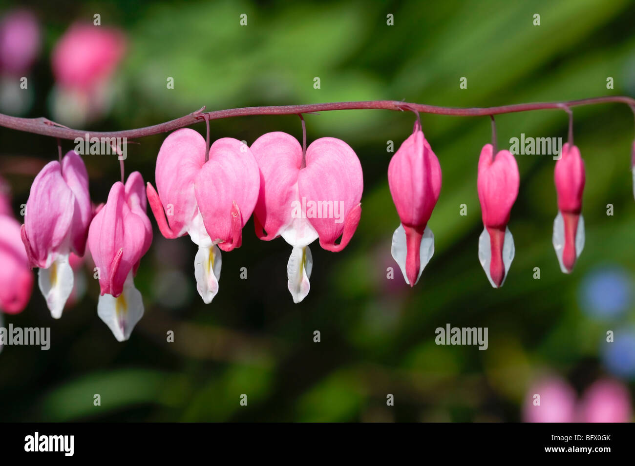 Heart shaped fuschia flowers Stock Photo - Alamy