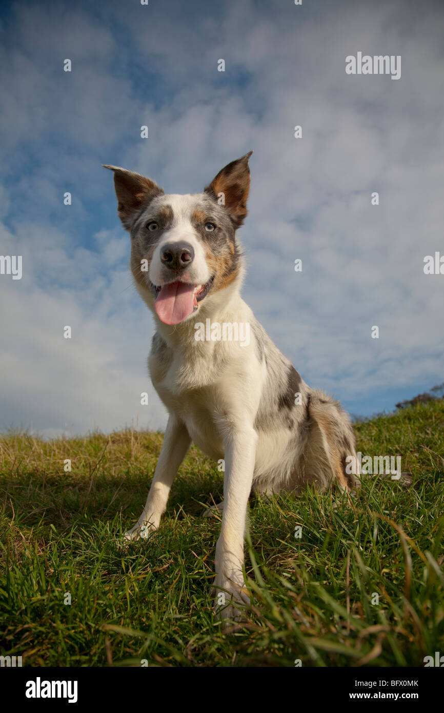 pedigree Blue tri triple merle border collie pet dog sat on grass with ...