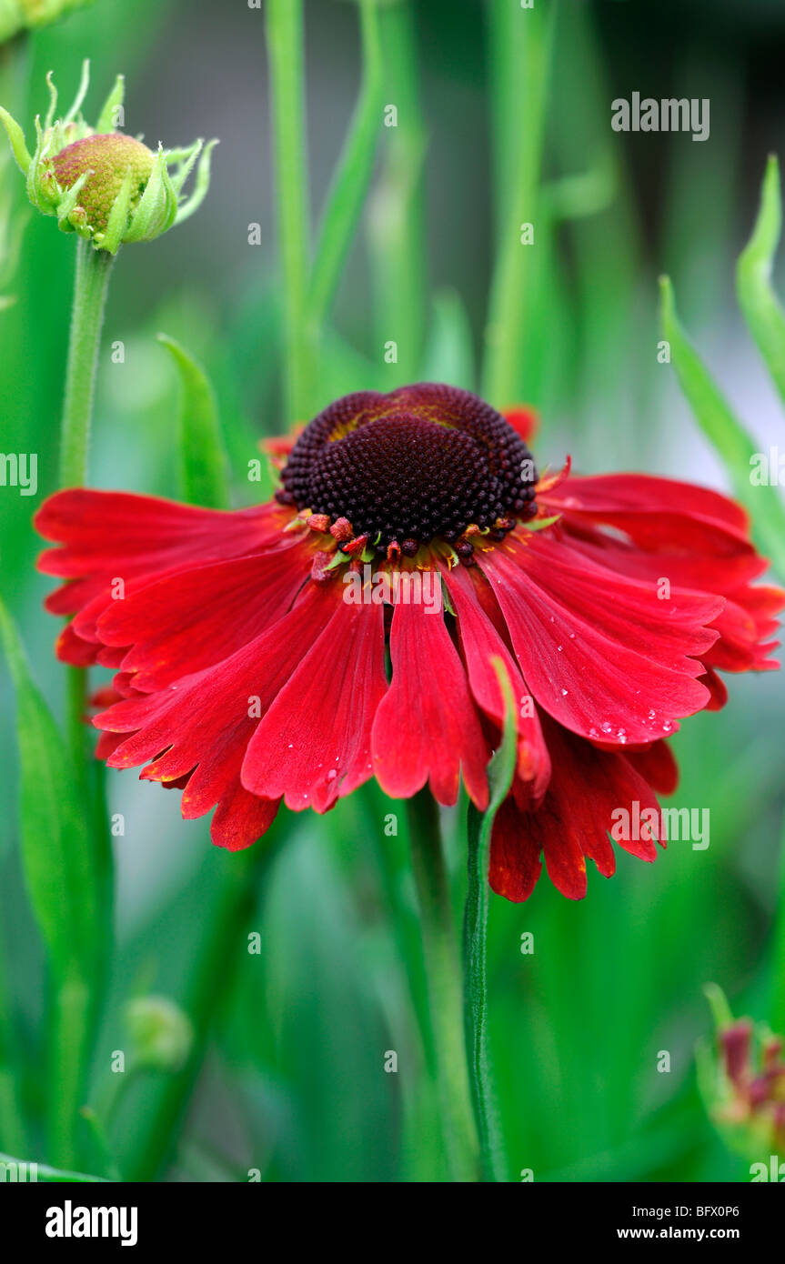 Helenium hi-res stock photography and images - Alamy
