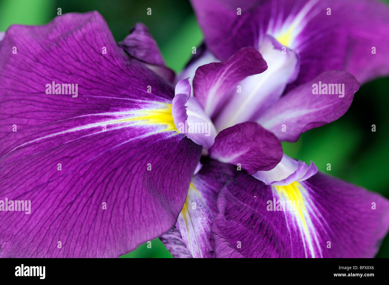 japanese water iris ensata laughing lion single one flower bloom ...