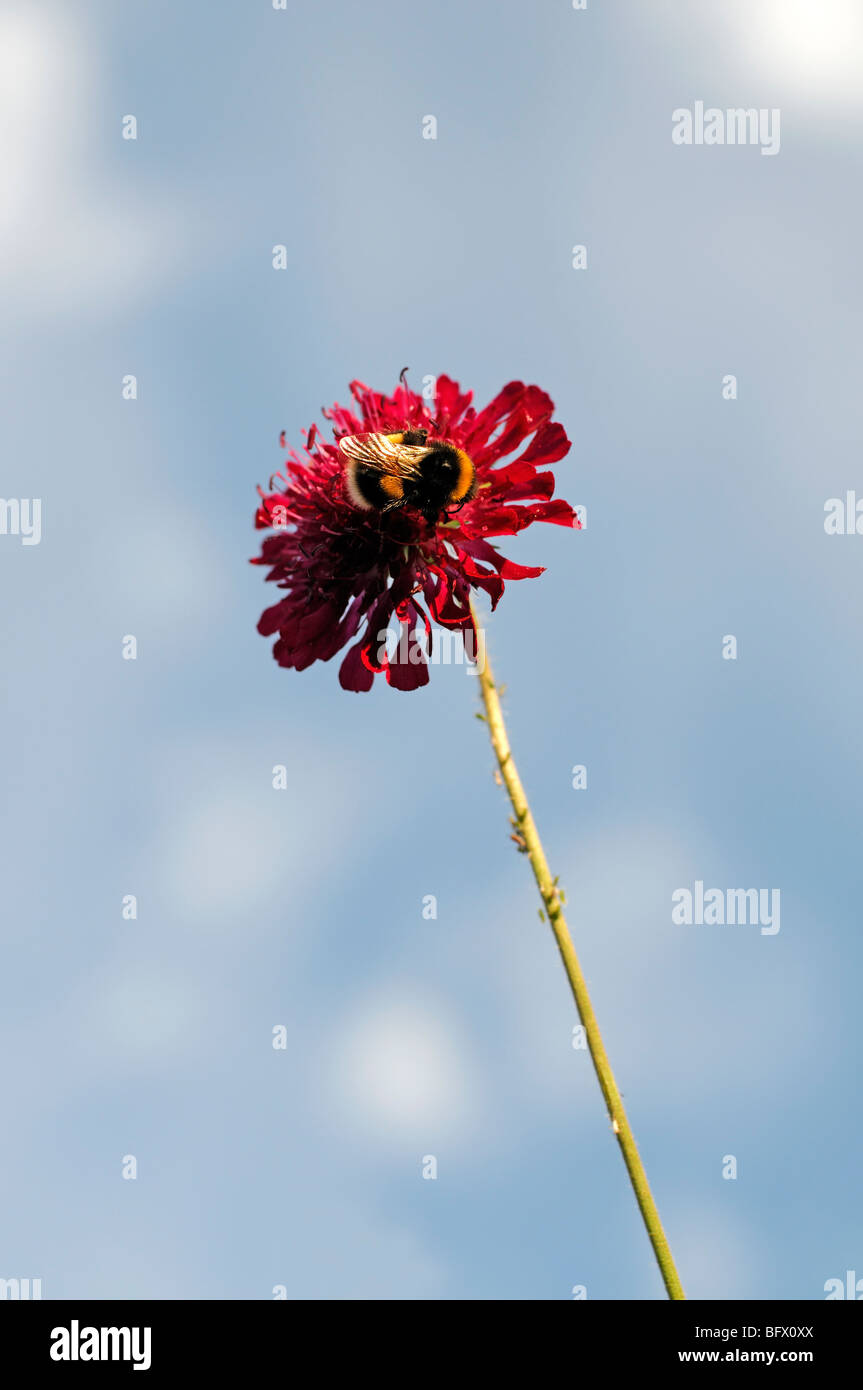 bumble bee feeding feed on Crimson wildflowers of Crimson Scabious ...