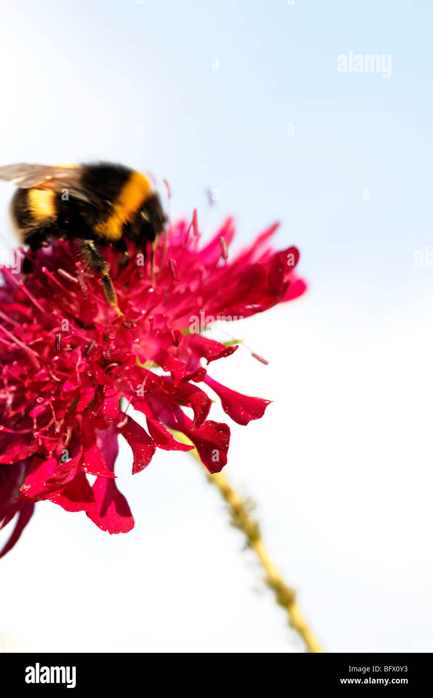 Crimson pincushion flower hi-res stock photography and images - Alamy