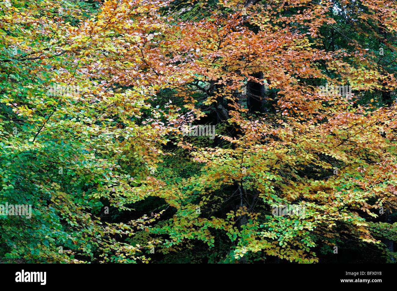golden brown yellow orange rust rusty colored beech tree leaves autumn ...
