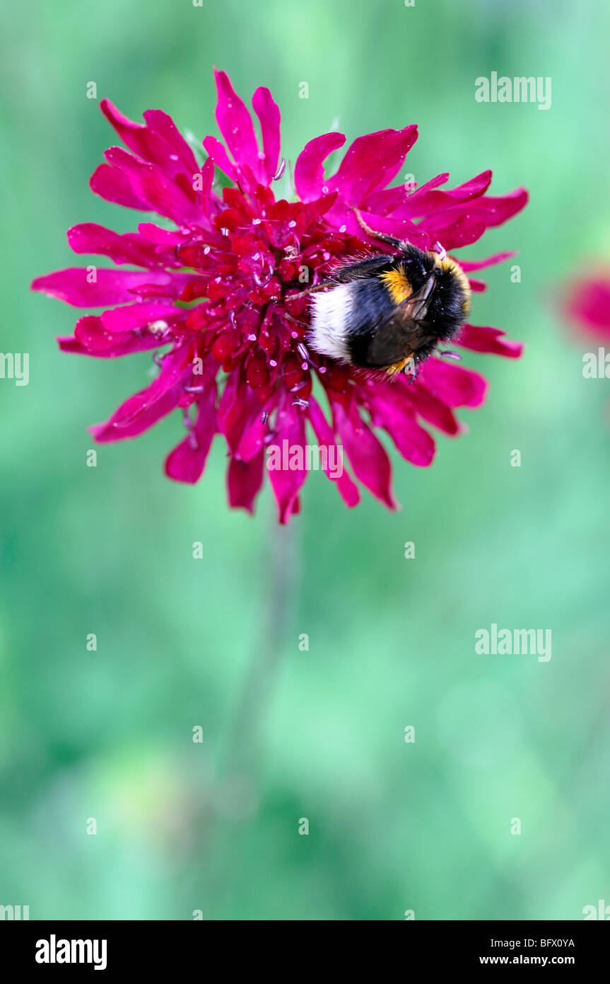 bumble bee feeding feed on Crimson wildflowers of Crimson Scabious ...
