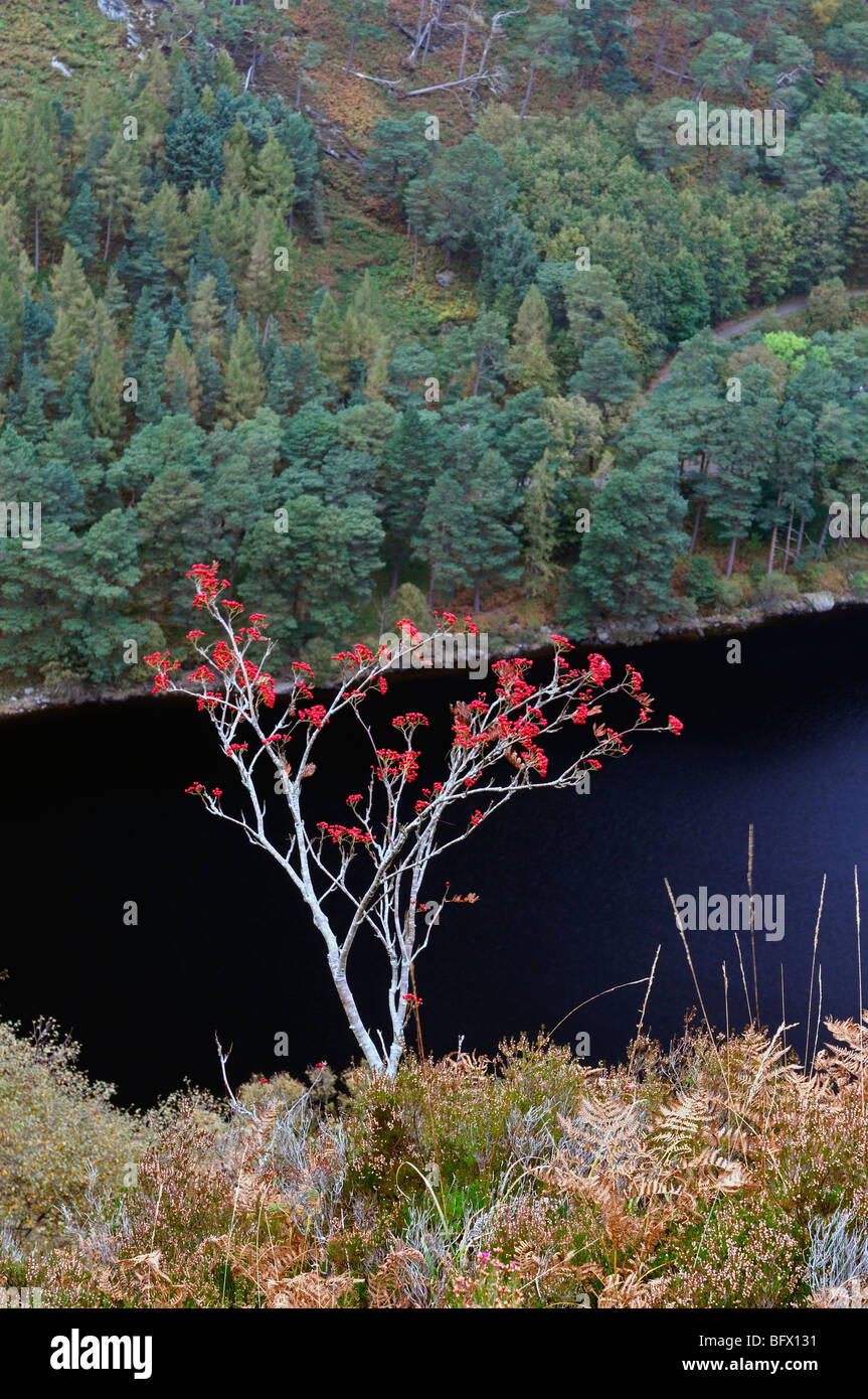 Rowan Tree Mountain Ash red Berries, Sorbus aucuparia, Rosaceae ...