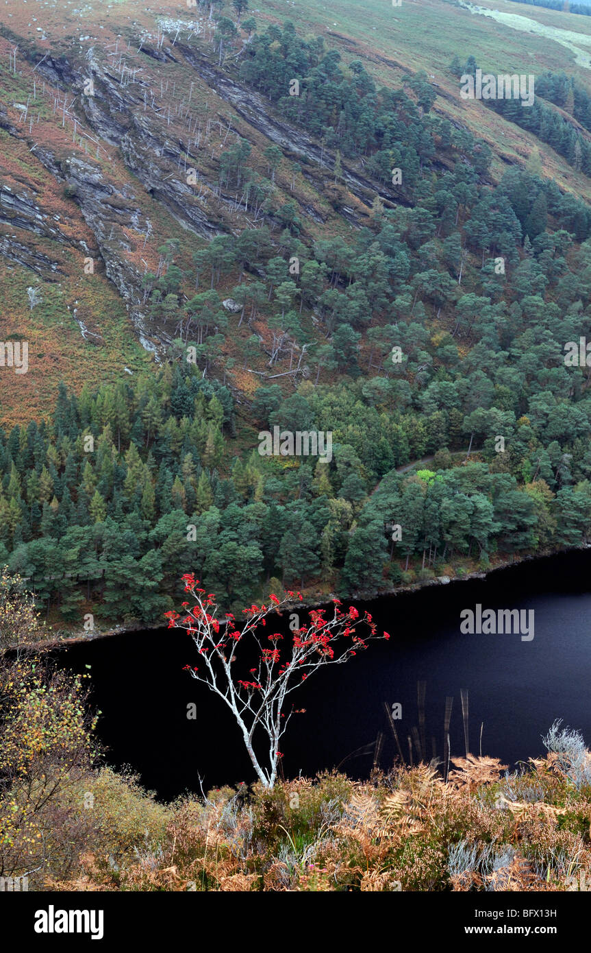 Rowan Tree Mountain Ash red Berries, Sorbus aucuparia, Rosaceae ...