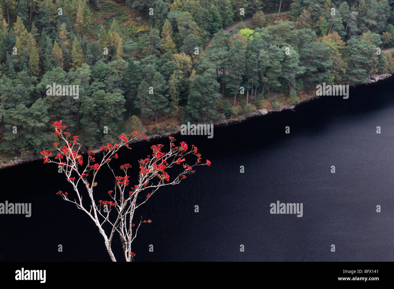 Rowan Tree Mountain Ash red Berries, Sorbus aucuparia, Rosaceae ...