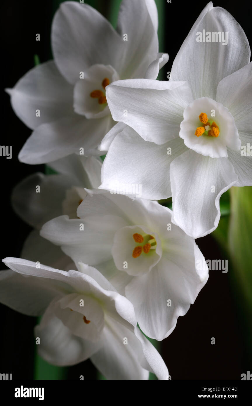 narcissus ziva paperwhites plants white flowers flowering blooms bulbs ...