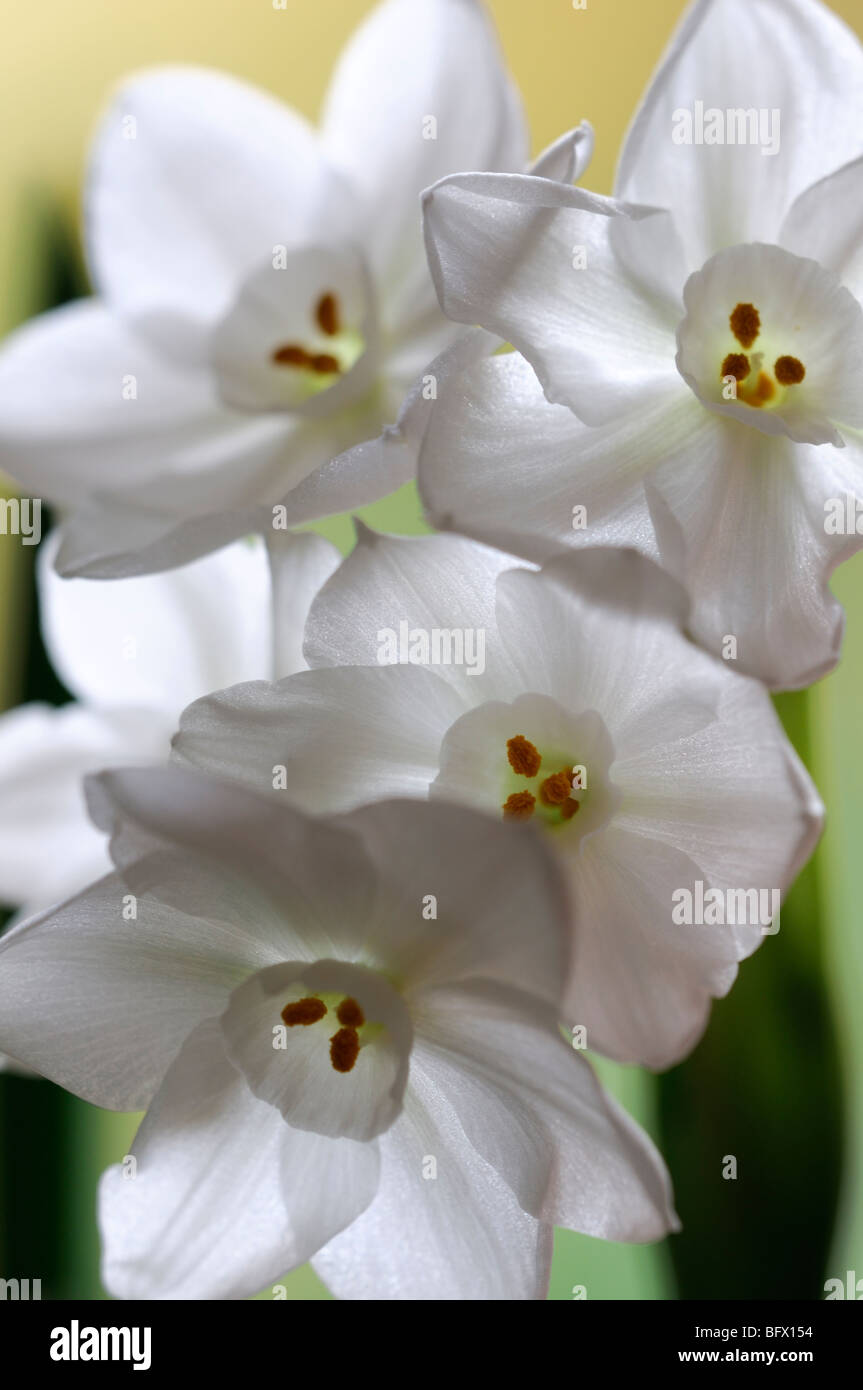narcissus ziva paperwhites plants white flowers flowering blooms bulbs ...