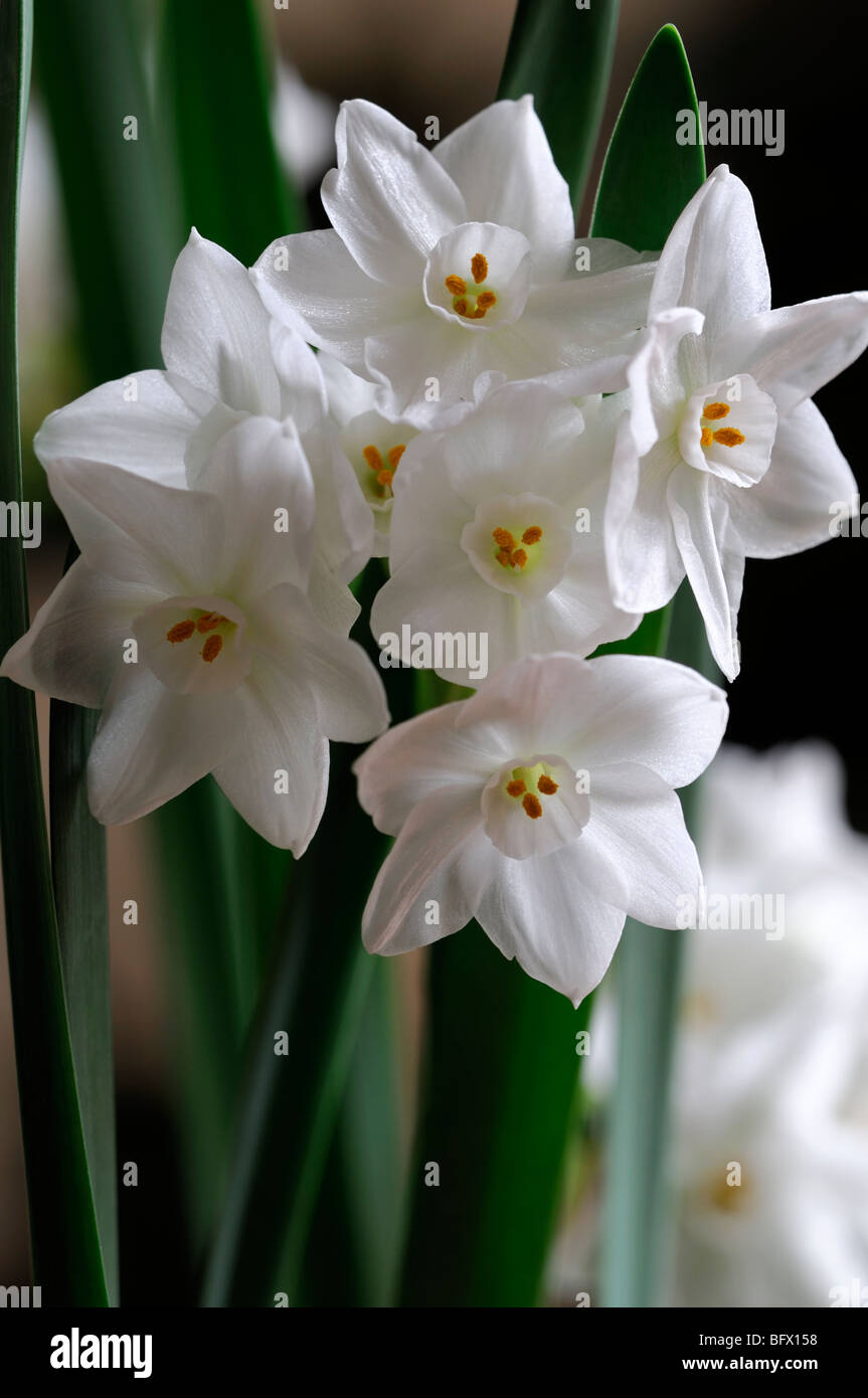 narcissus ziva paperwhites plants white flowers flowering blooms bulbs ...
