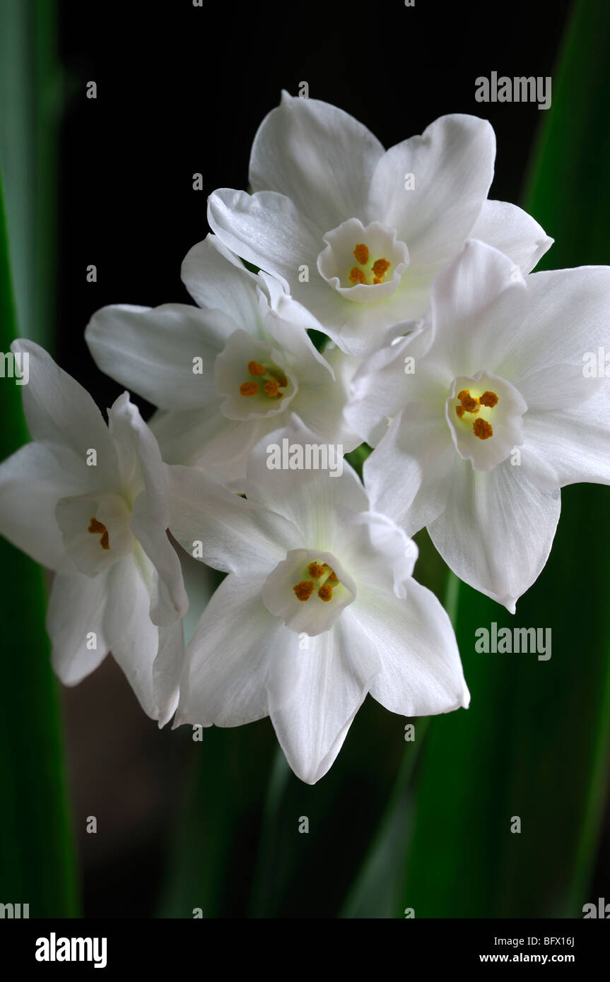narcissus ziva paperwhites plants white flowers flowering blooms bulbs ...