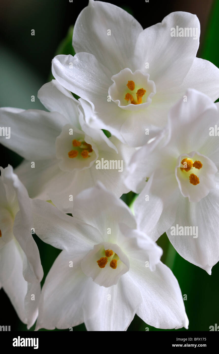 narcissus ziva paperwhites plants white flowers flowering blooms bulbs ...