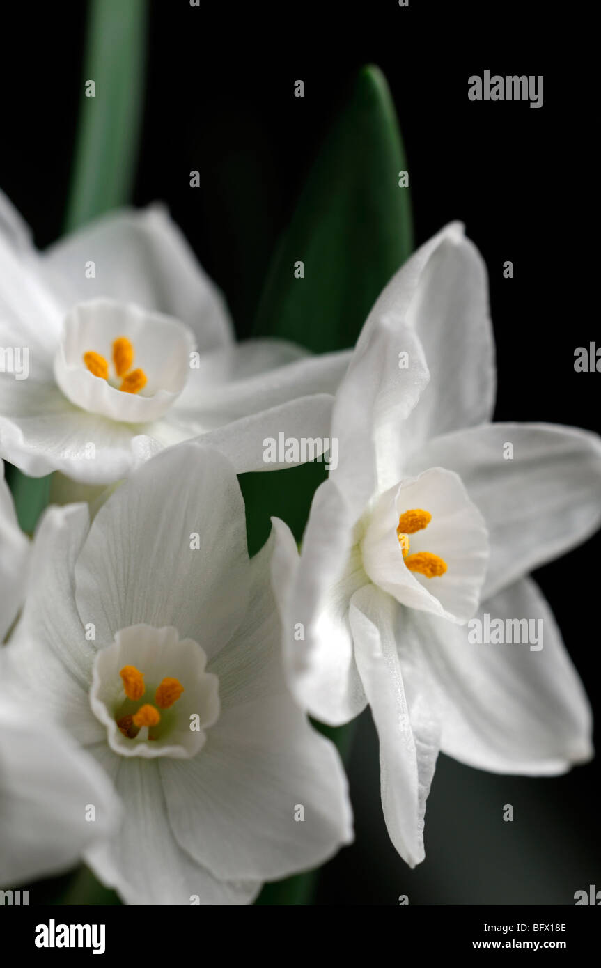narcissus ziva paperwhites plants white flowers flowering blooms bulbs ...