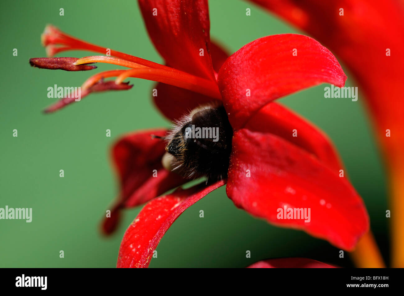 crocosmia lucifer flower bee stuck inside feed collect pollen closeup ...