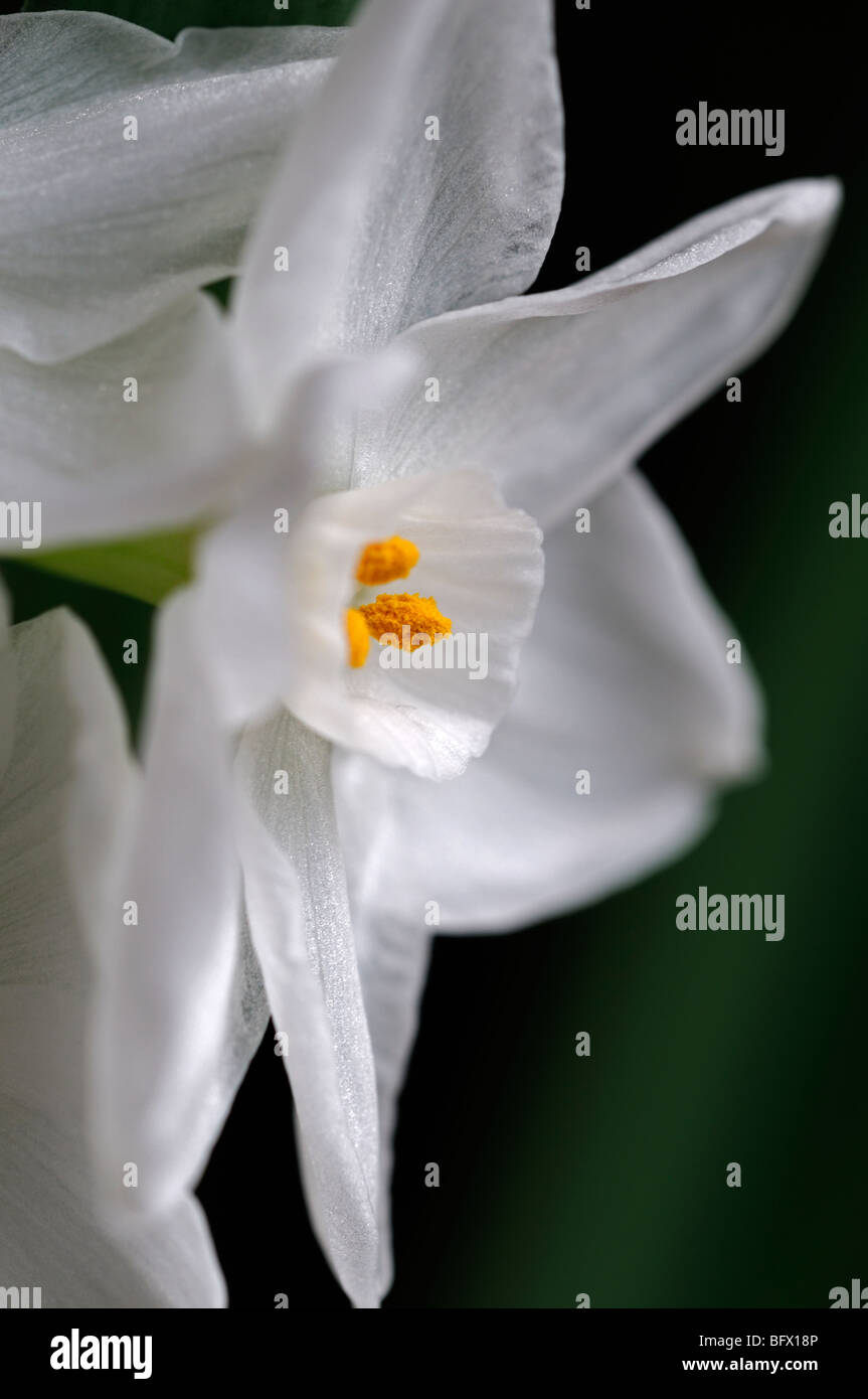 narcissus ziva paperwhites plants white flowers flowering blooms bulbs ...
