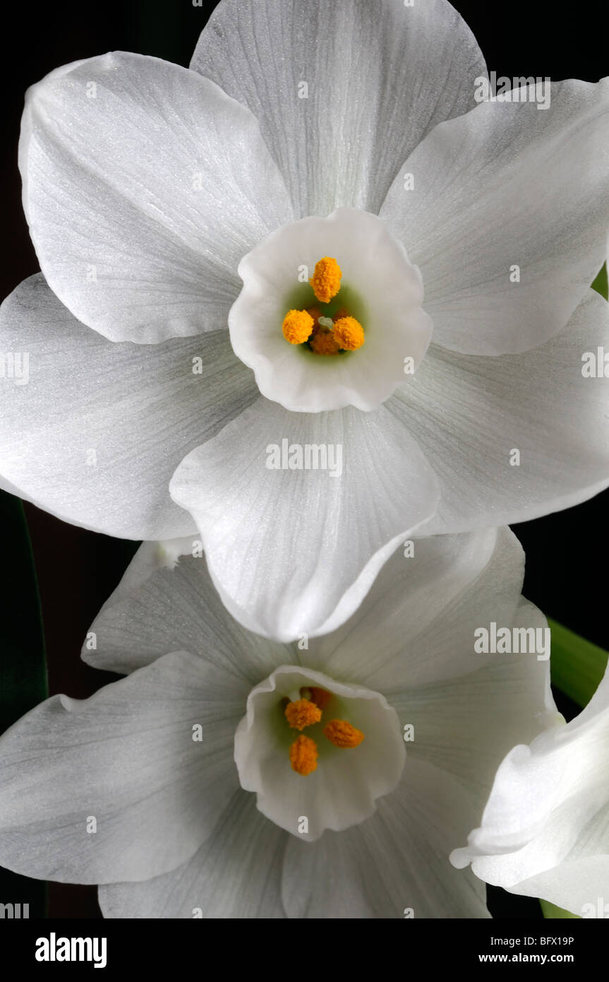narcissus ziva paperwhites plants white flowers flowering blooms bulbs ...