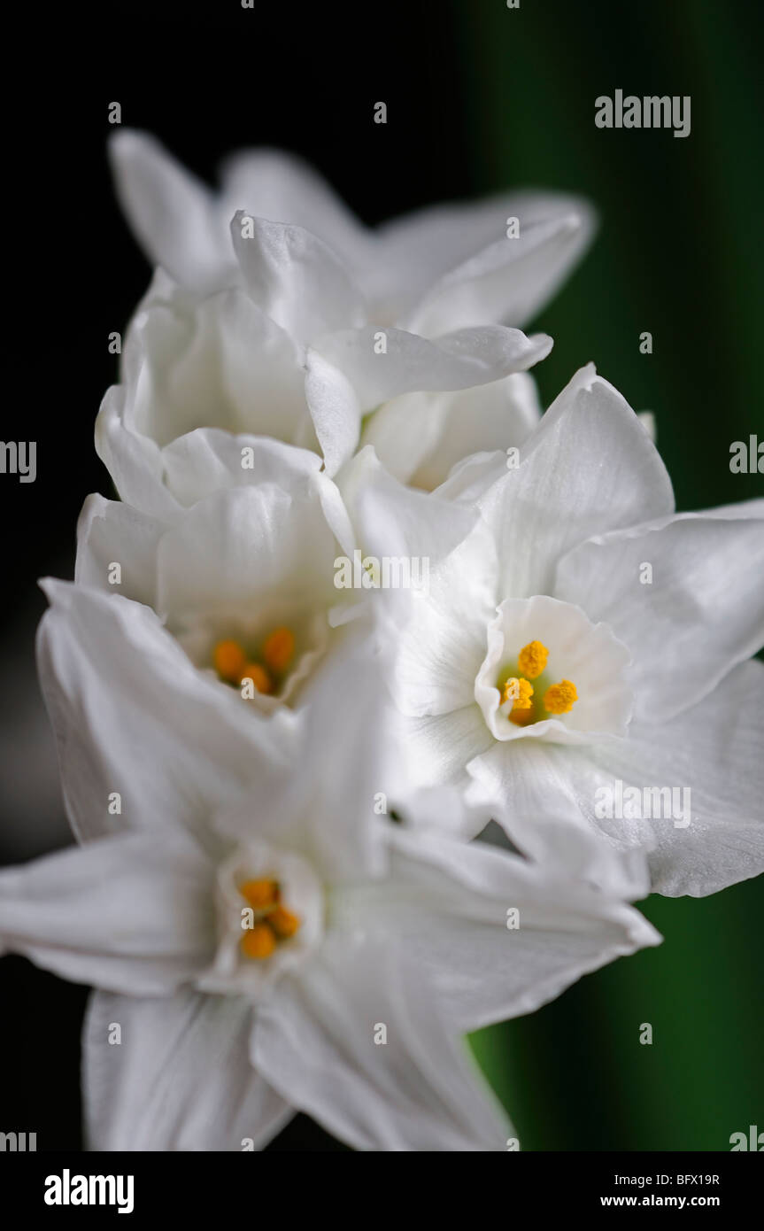 narcissus ziva paperwhites plants white flowers flowering blooms bulbs ...