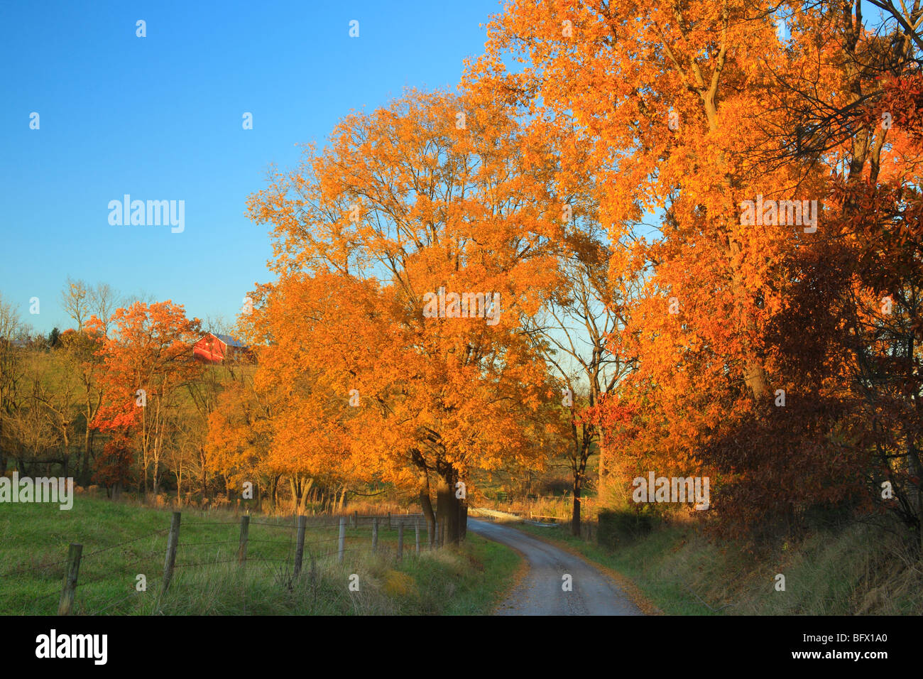 Colorful fall trees along road near New Hope in Augusta County ...