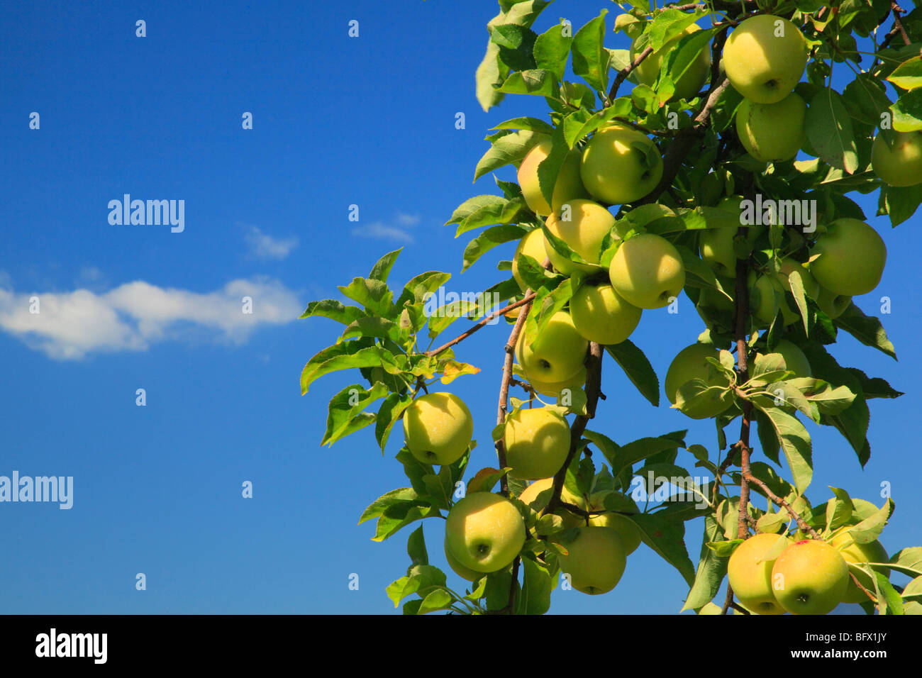 Apples at Seaman Orchard in Roseland, Nelson County, Virginia Stock ...