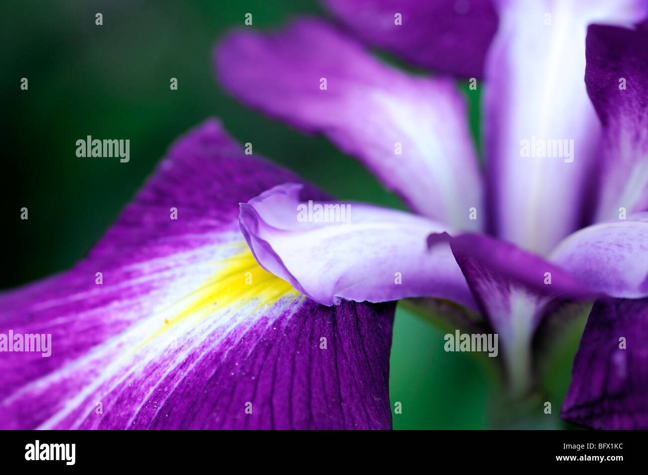 japanese water iris ensata laughing lion single one flower bloom ...