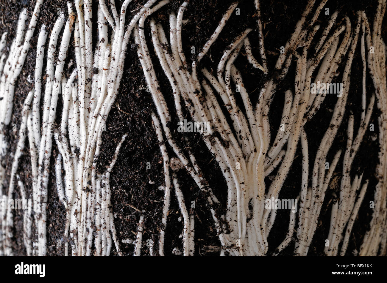 roots growing grow underground cross section sectional earth growth ...