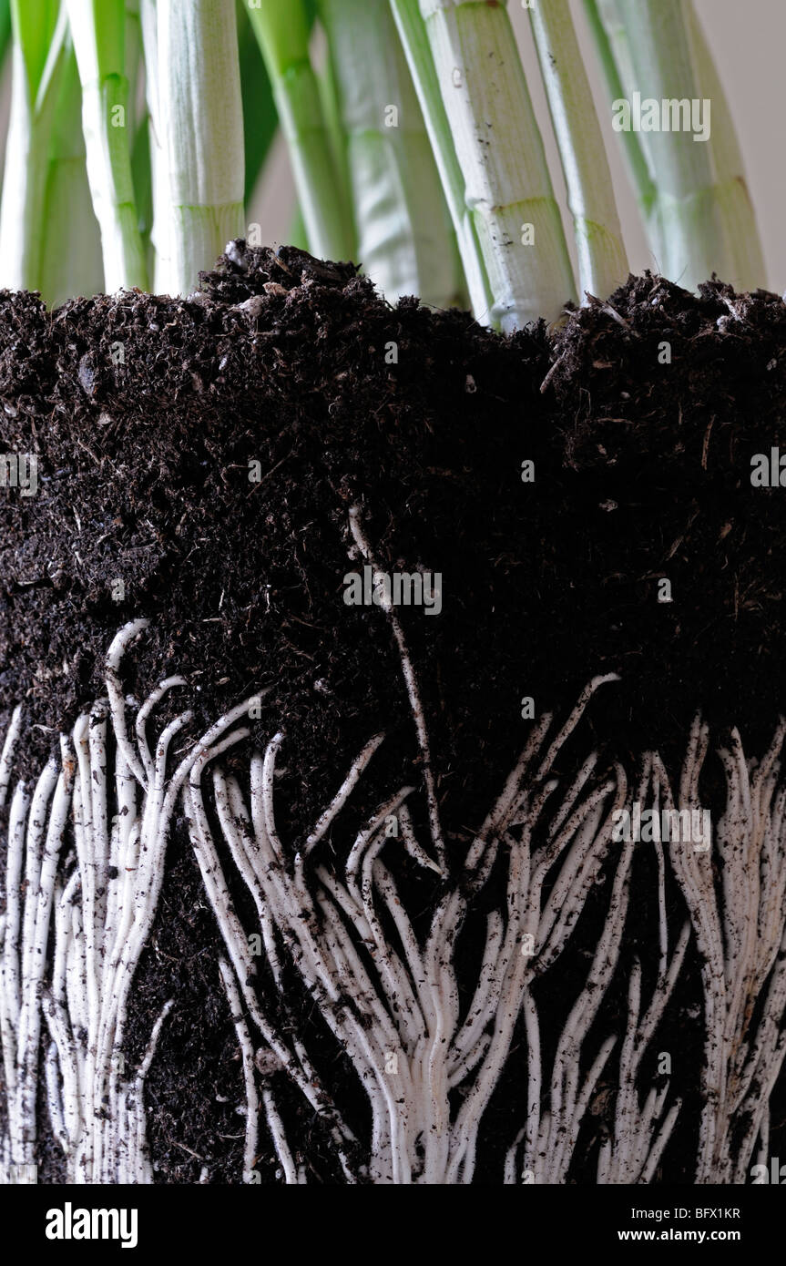 Cross section of flower pot hi-res stock photography and images - Alamy