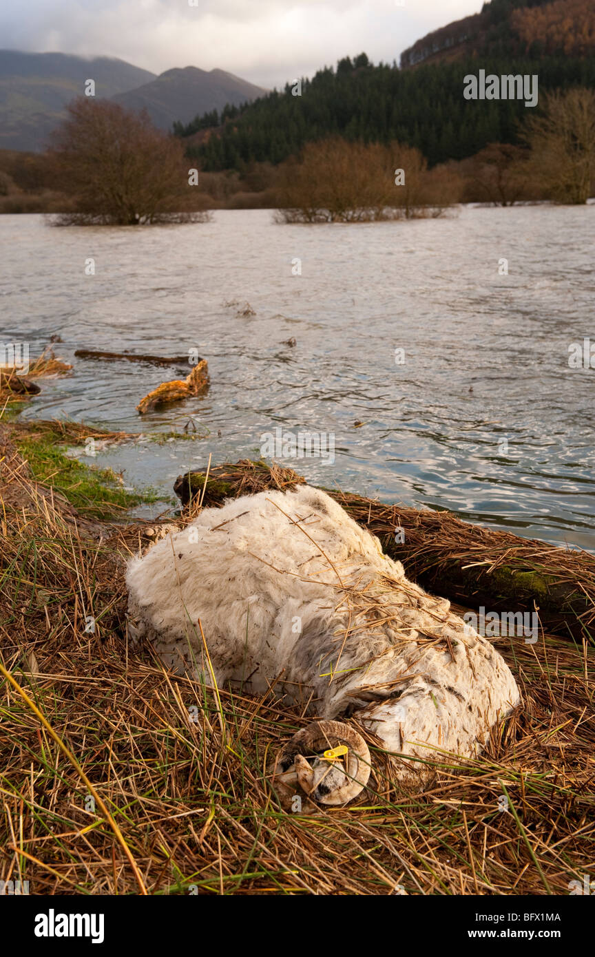 Dead sheep in field hi-res stock photography and images - Alamy