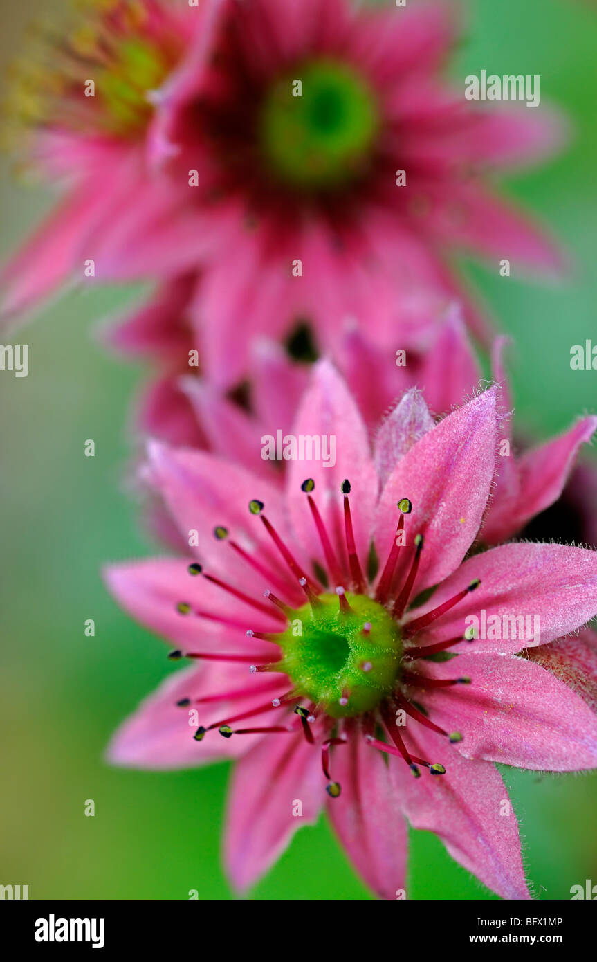 Sempervivum arachnoiden flower bloom blossom mountain alpine rock ...