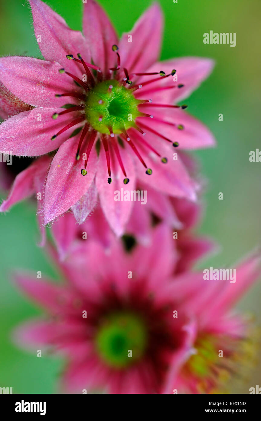 Sempervivum arachnoiden flower bloom blossom mountain alpine rock ...