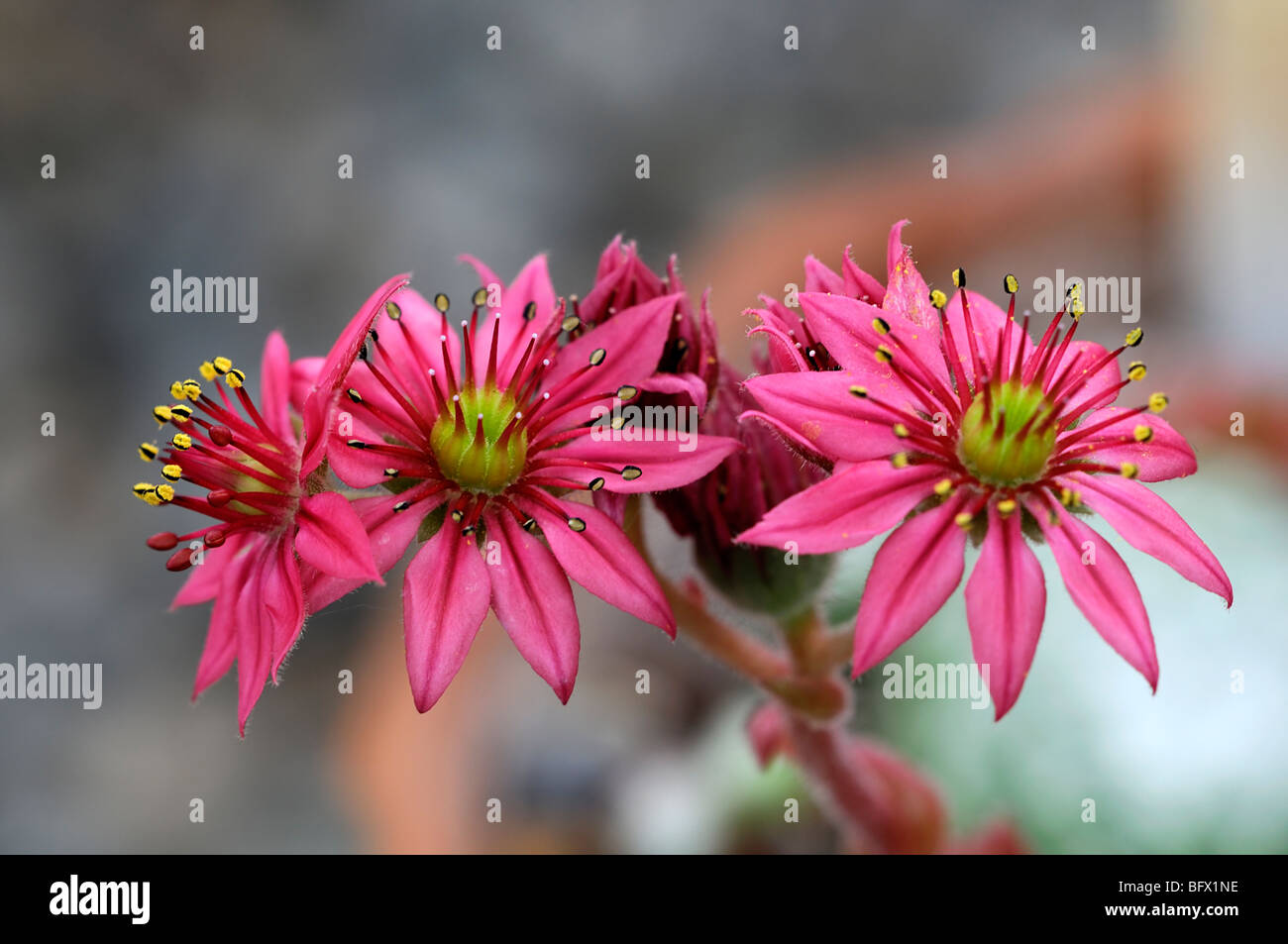 Arachnoiden hi-res stock photography and images - Alamy