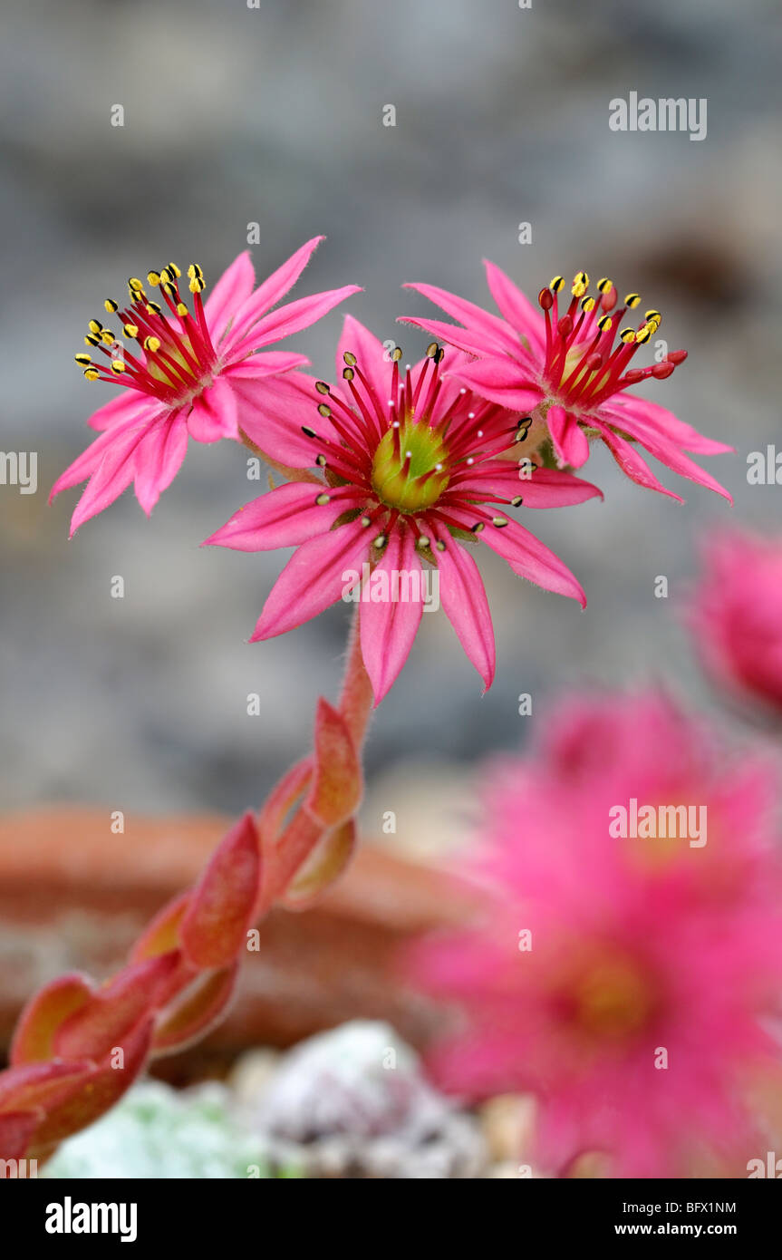 Sempervivum arachnoiden flower bloom blossom mountain alpine rock ...