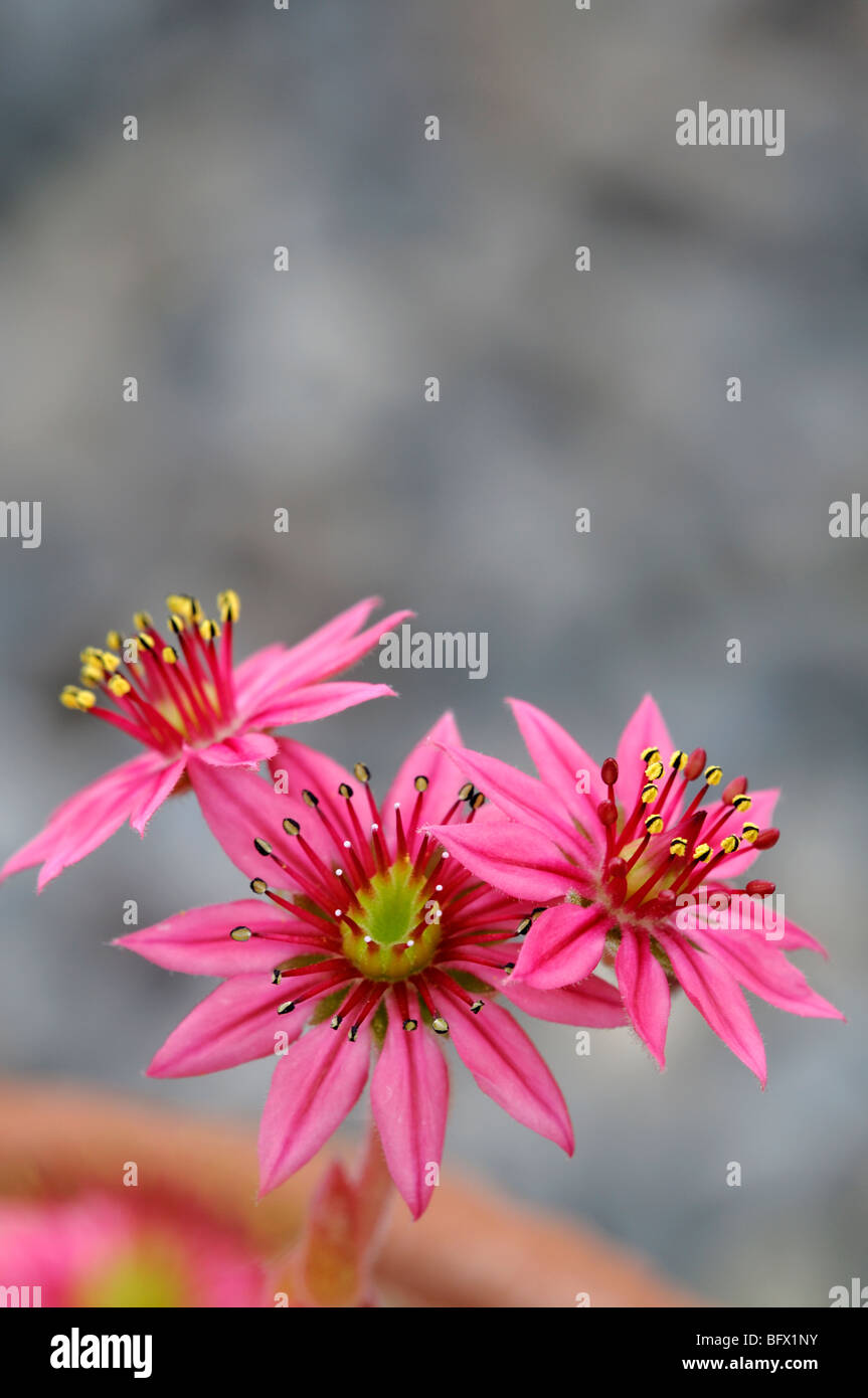 Sempervivum arachnoiden flower bloom blossom mountain alpine rock ...