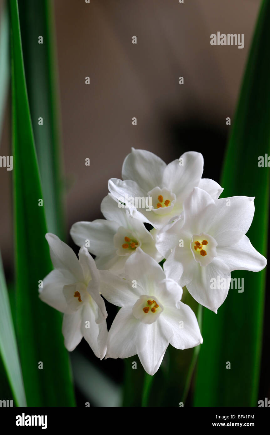 narcissus ziva paperwhites plants white flowers flowering blooms bulbs ...