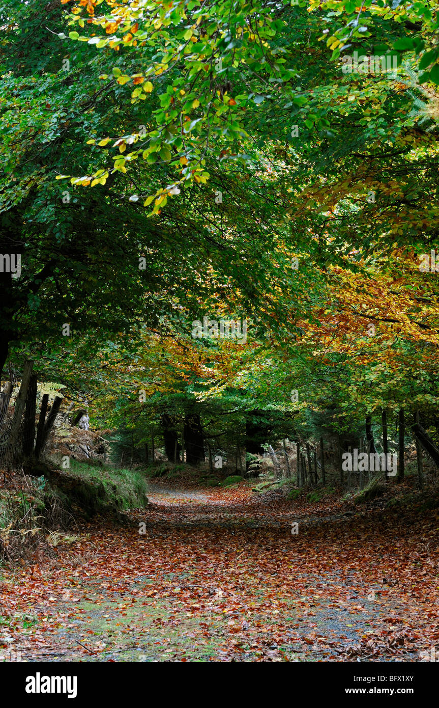A country lane lined on both sides with beech trees in fall autumn ...