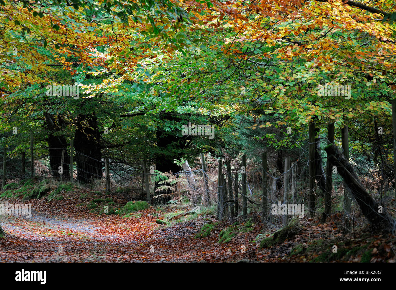 A country lane lined on both sides with beech trees in fall autumn ...