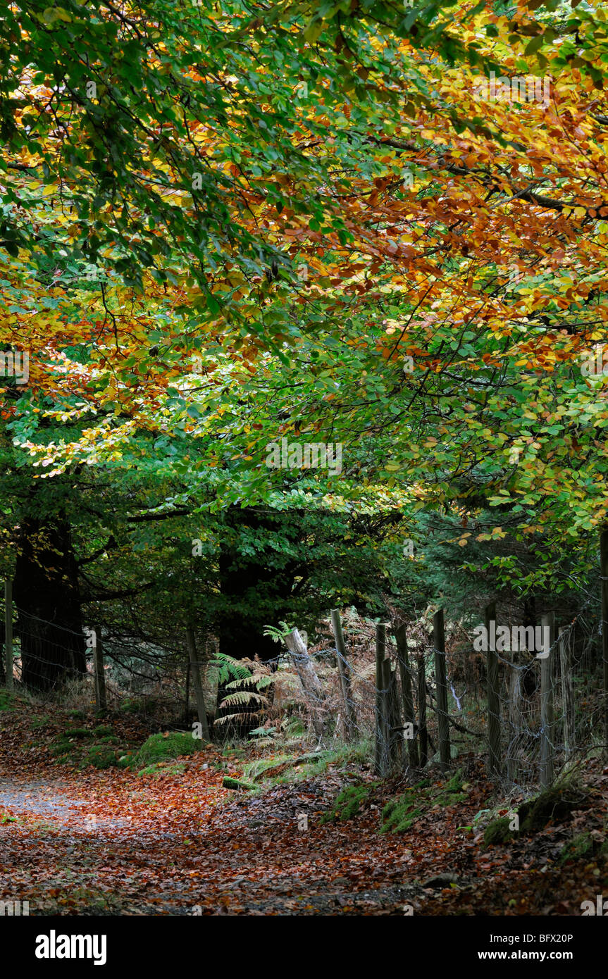 A country lane lined on both sides with beech trees in fall autumn ...