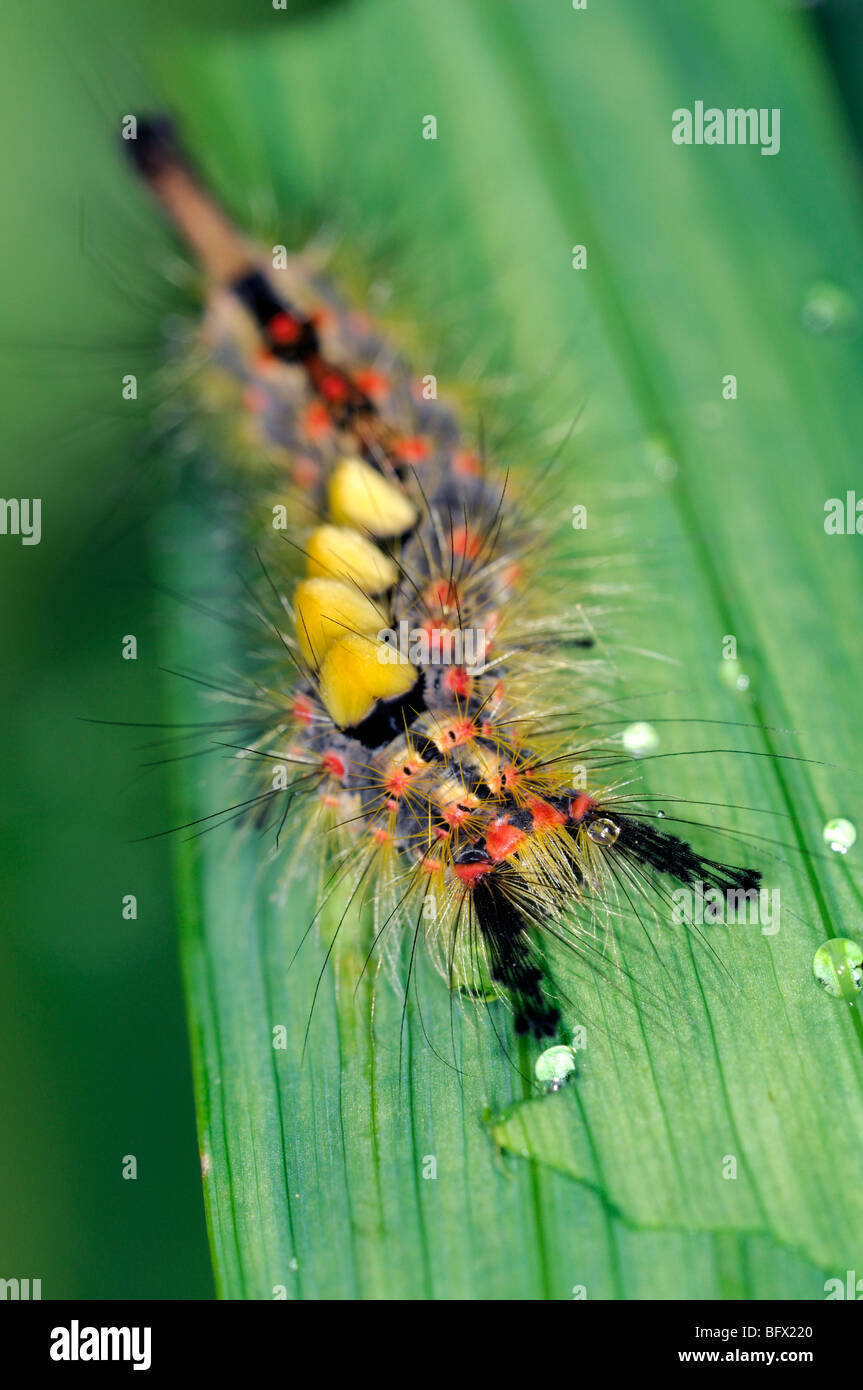 Orgyia antiqua Rusty Tussock Vapourer moth caterpillar larva feeding on ...