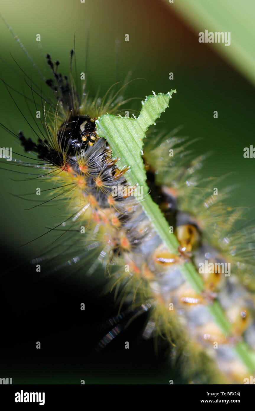 Orgyia antiqua Rusty Tussock Vapourer moth caterpillar larva feeding on ...