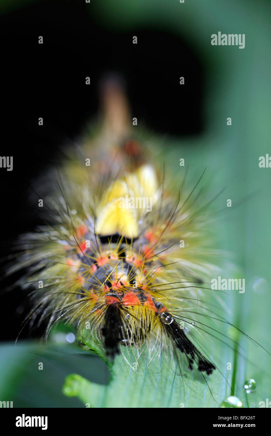 Orgyia antiqua Rusty Tussock Vapourer moth caterpillar larva feeding on ...