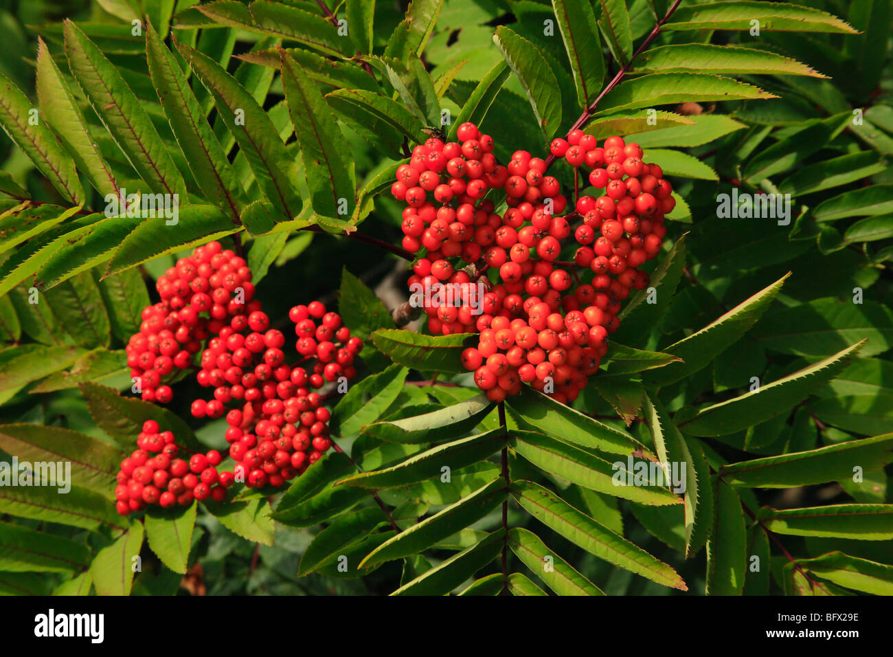 Red ash hi-res stock photography and images - Alamy