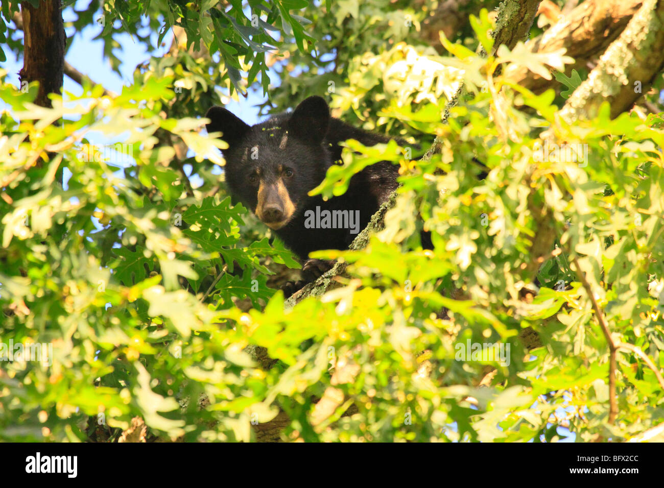 Young bear in oak tree hi-res stock photography and images - Alamy