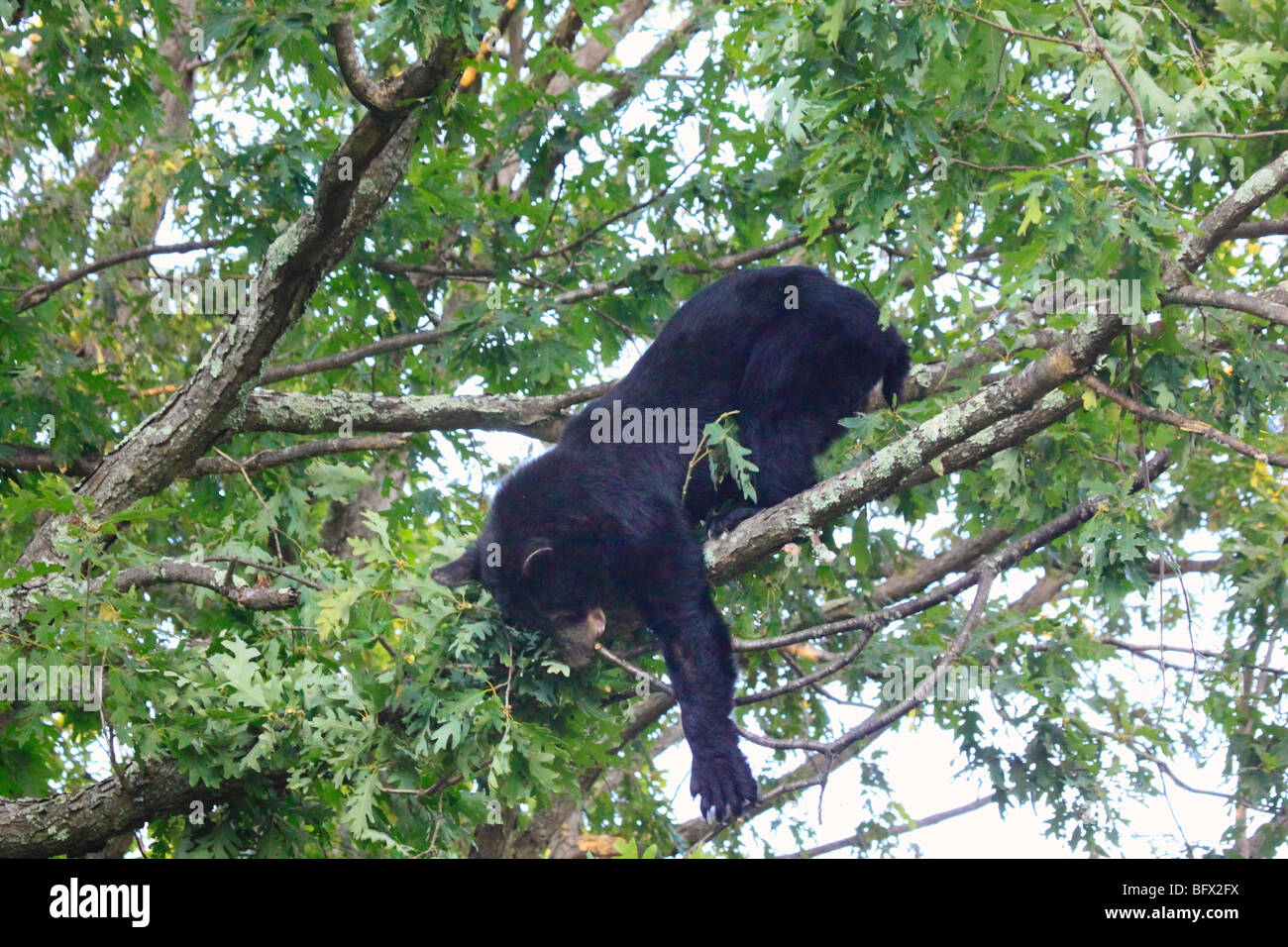 Black bear eating acorns in oak tree on Skyline Drive north of Big ...