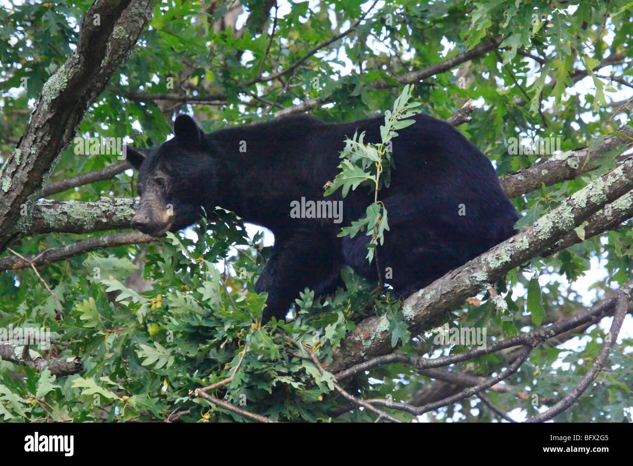 Bear acorn hi-res stock photography and images - Alamy
