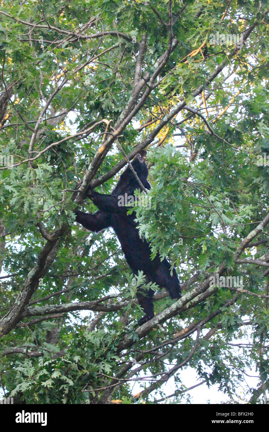Black bear eating hi-res stock photography and images - Alamy