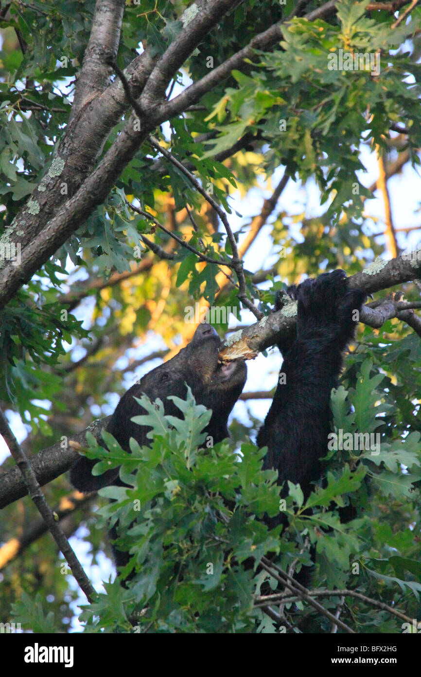 Black bear eating acorns in oak tree on Skyline Drive north of Big ...