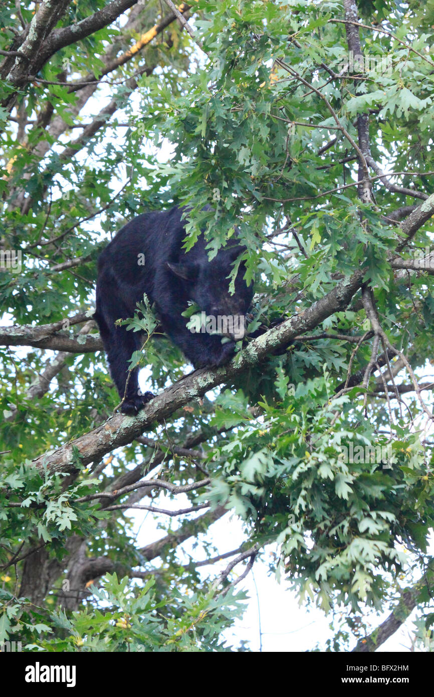 Black bear eating acorns in oak tree on Skyline Drive north of Big ...