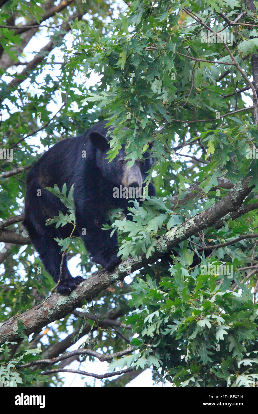Black bear eating acorns in oak tree on Skyline Drive north of Big ...