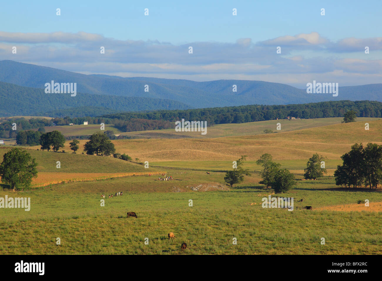 Fox Hunt in Swoope, Shenandoah Valley, Virginia Stock Photo - Alamy