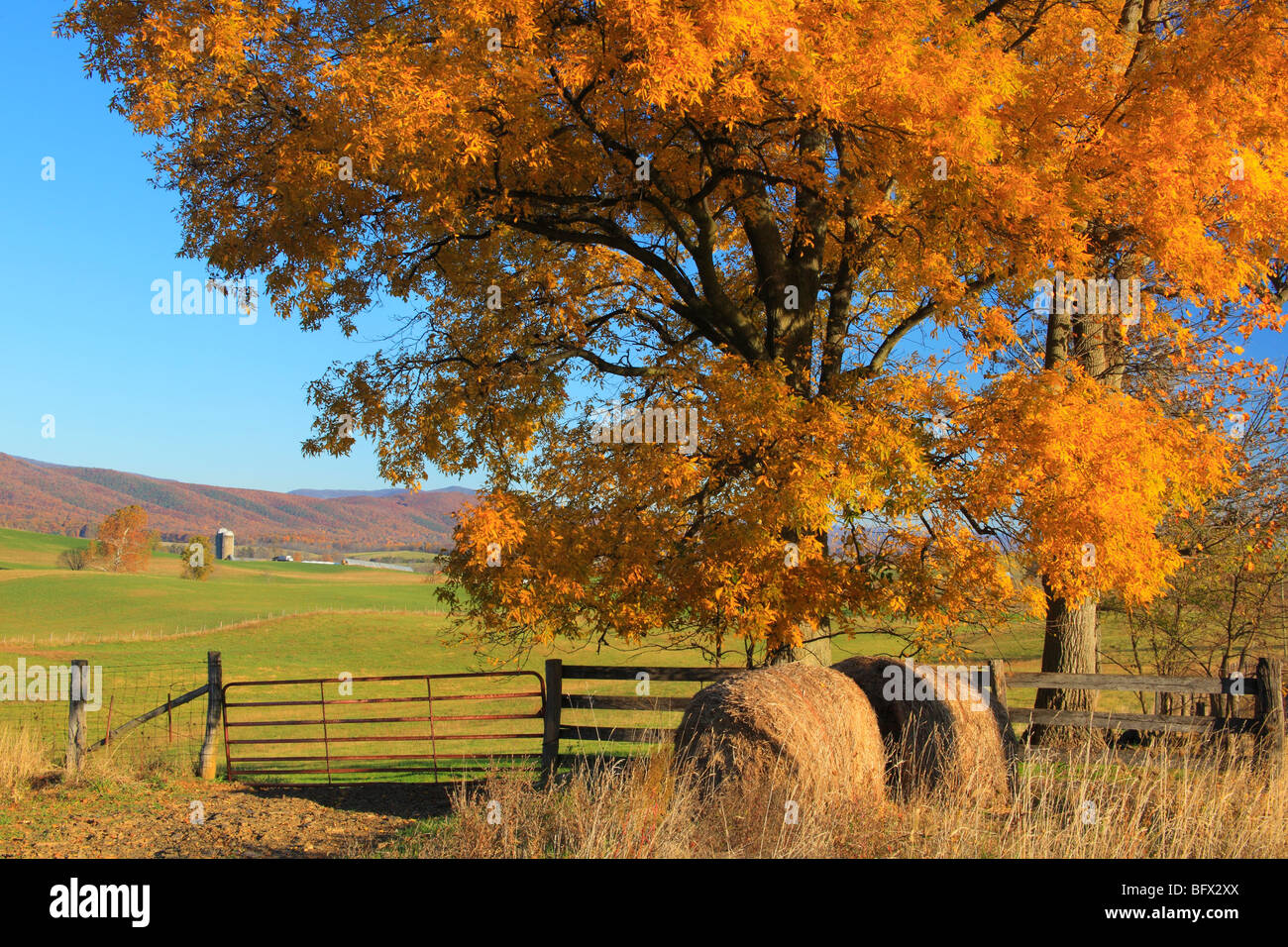 Hay Bales and orange tree on farm in Swoope, Shenandoah Valley ...