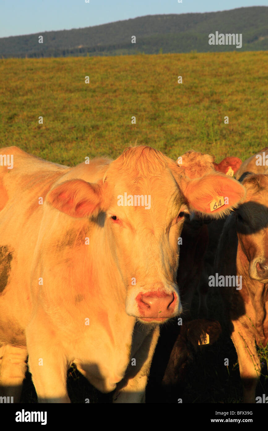 Cows on farm in Swoope, Shenandoah Valley, Virginia Stock Photo - Alamy